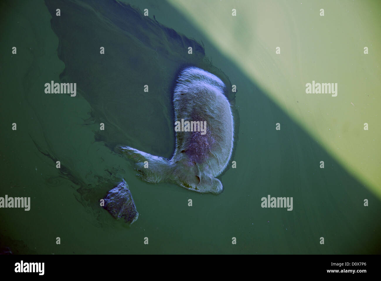 Abstract image on gum leaf, Canberra, ACT, Australia Stock Photo - Alamy