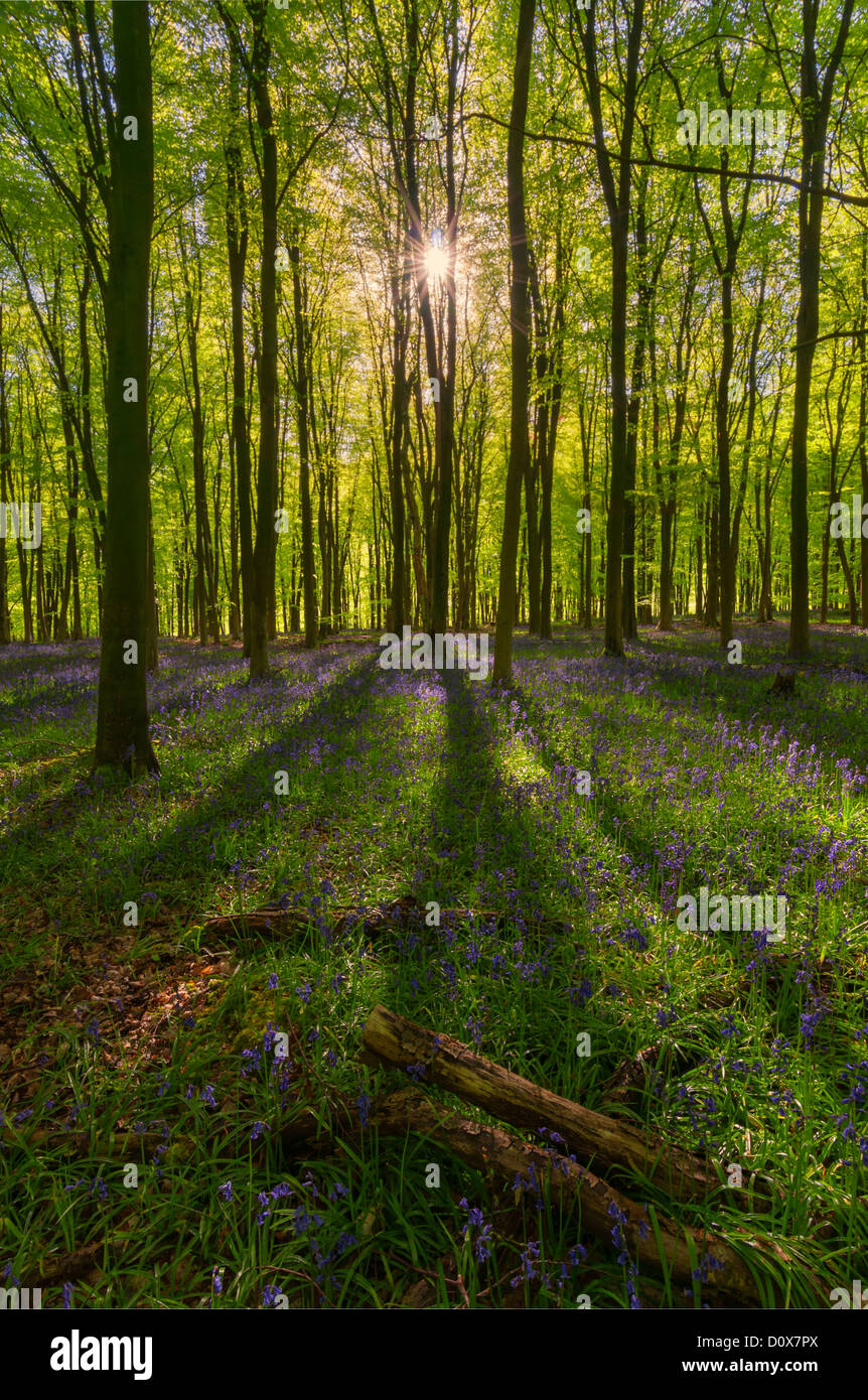 Fantastic light rays illuminating the bluebells on the forest floor at ...