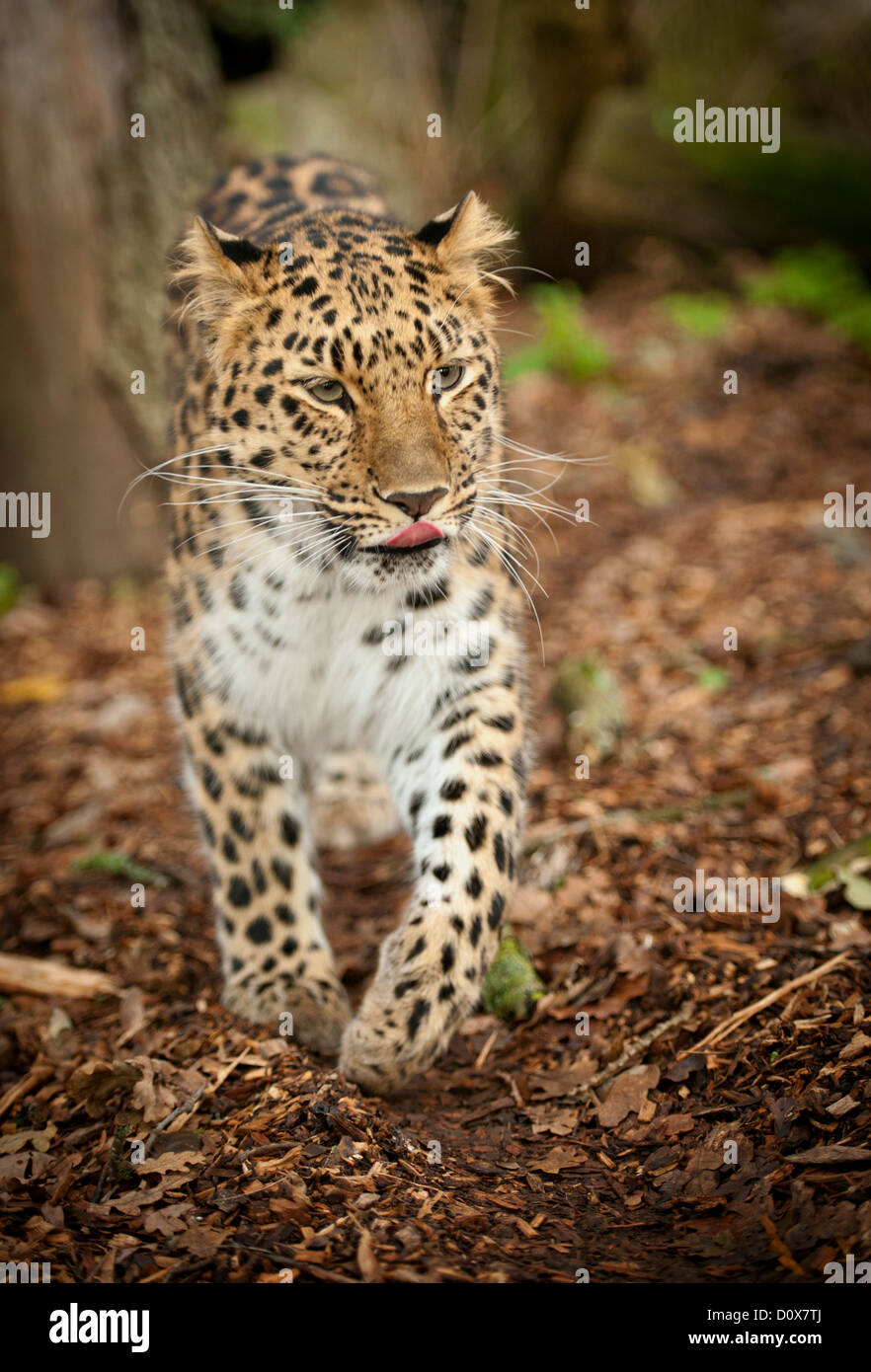 Amur leopard walking camera hi-res stock photography and images - Alamy