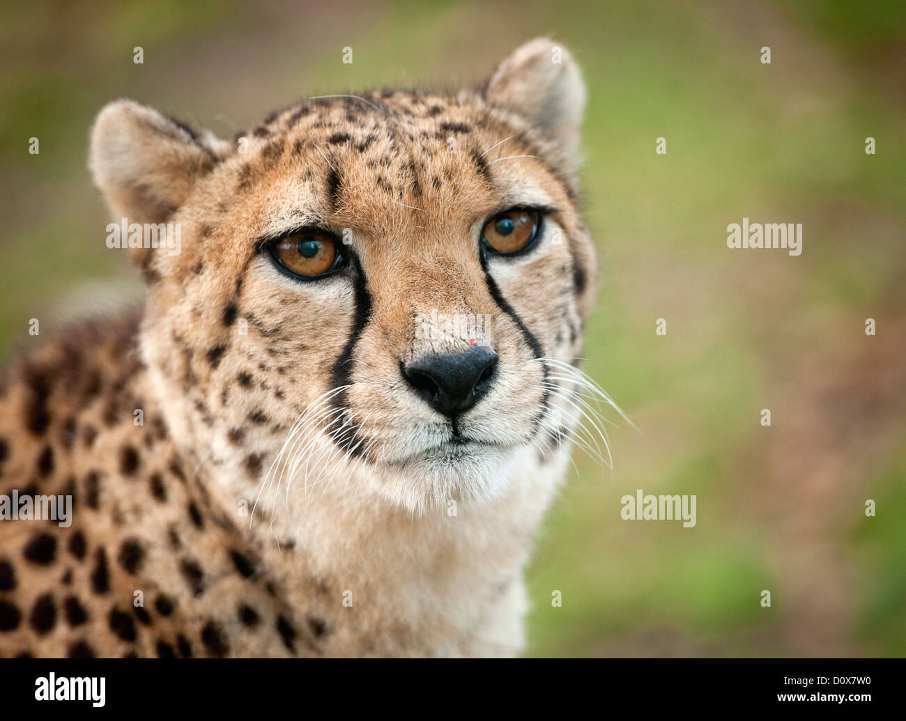 Female cheetah (close-up Stock Photo - Alamy