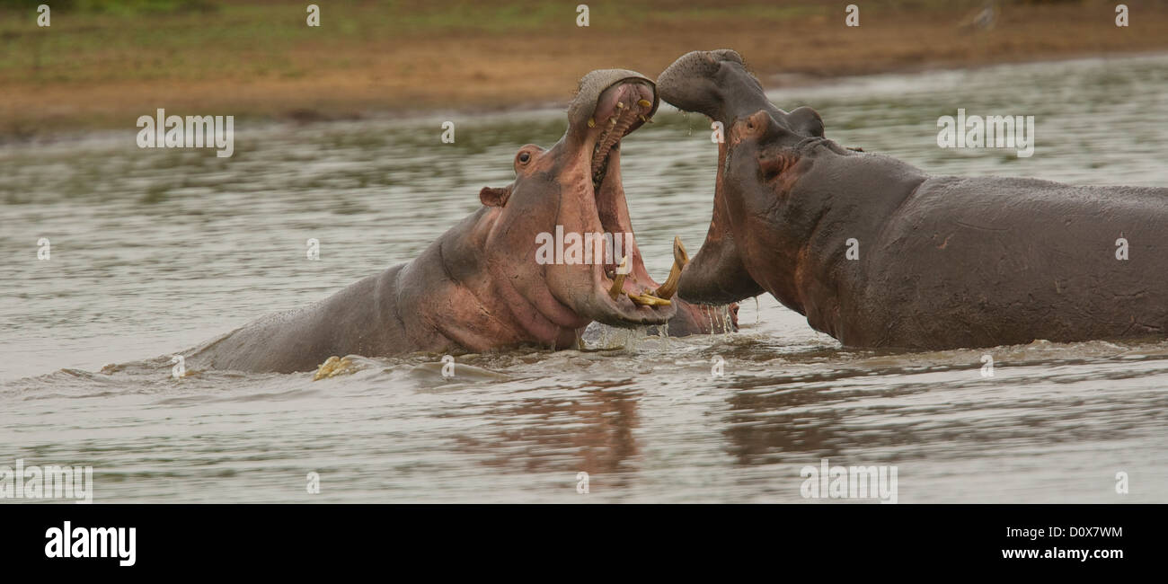 Hippopotamus fighting in the waters at Sunset dam in Kruger National ...