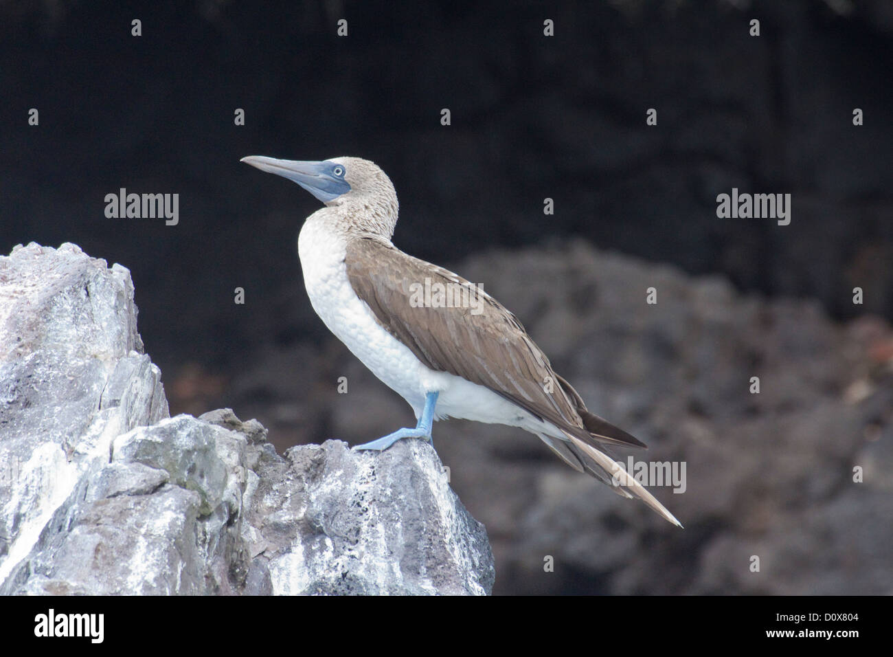 Blue Footed Booby, profile, Isla Floreana, Galapagos Islands, Ecuador ...