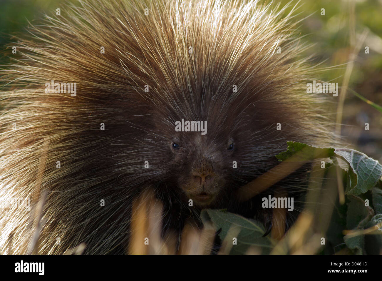 Close up porcupine quills hi-res stock photography and images - Alamy