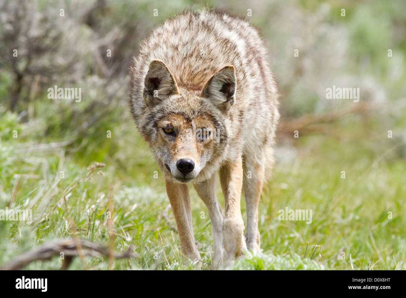 Coyote in search of food Stock Photo - Alamy