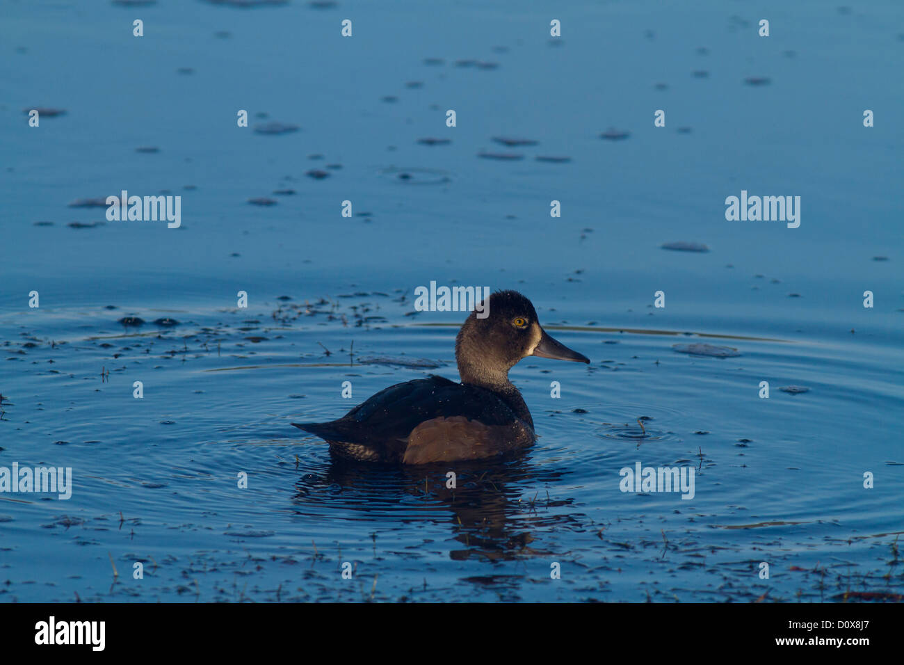 Water fowl hi-res stock photography and images - Alamy