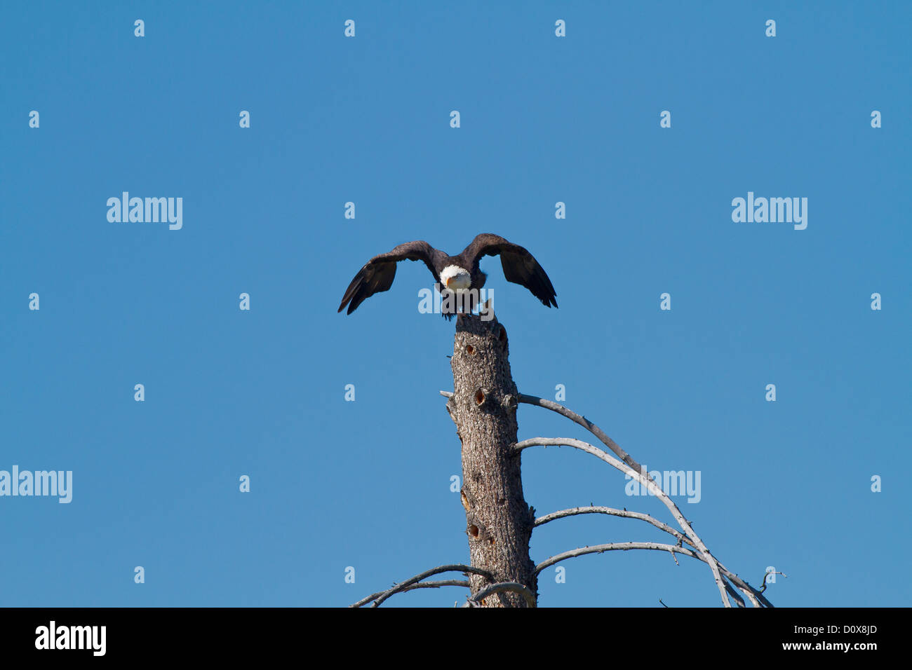 Ready eagle hi-res stock photography and images - Alamy