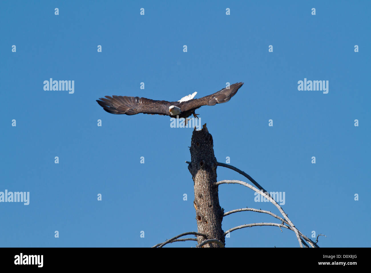 Bald Eagle taking off from its perch Stock Photo - Alamy