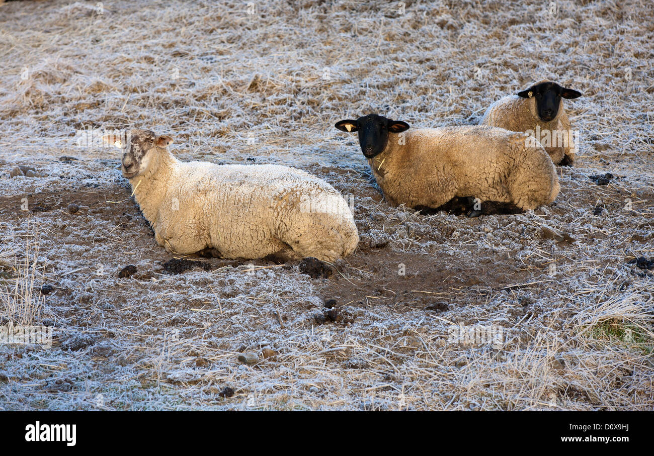 Three woolly sheep lying on the cold frosted ground Stock Photo - Alamy