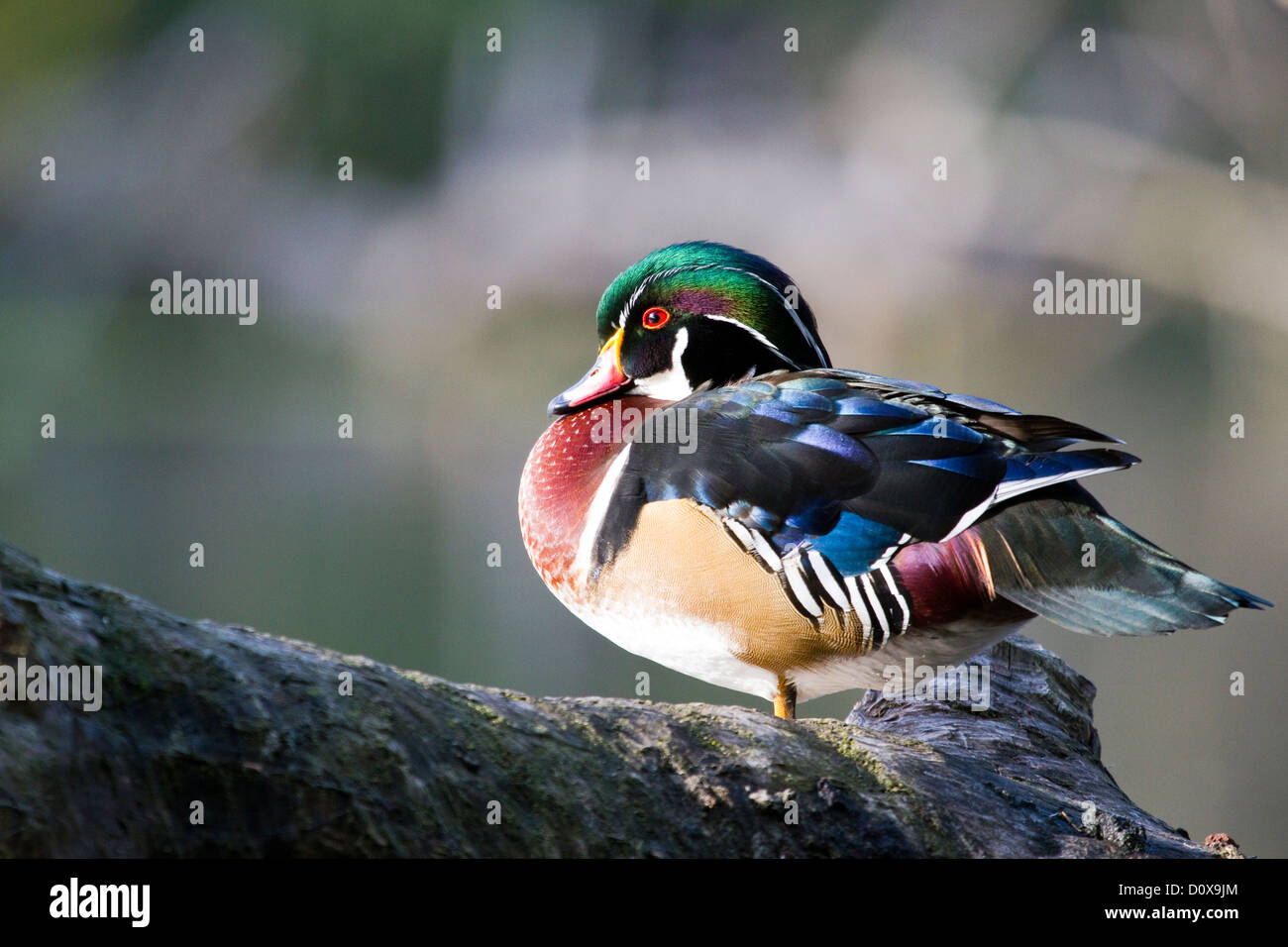 Resting wood duck portrait hi-res stock photography and images - Alamy