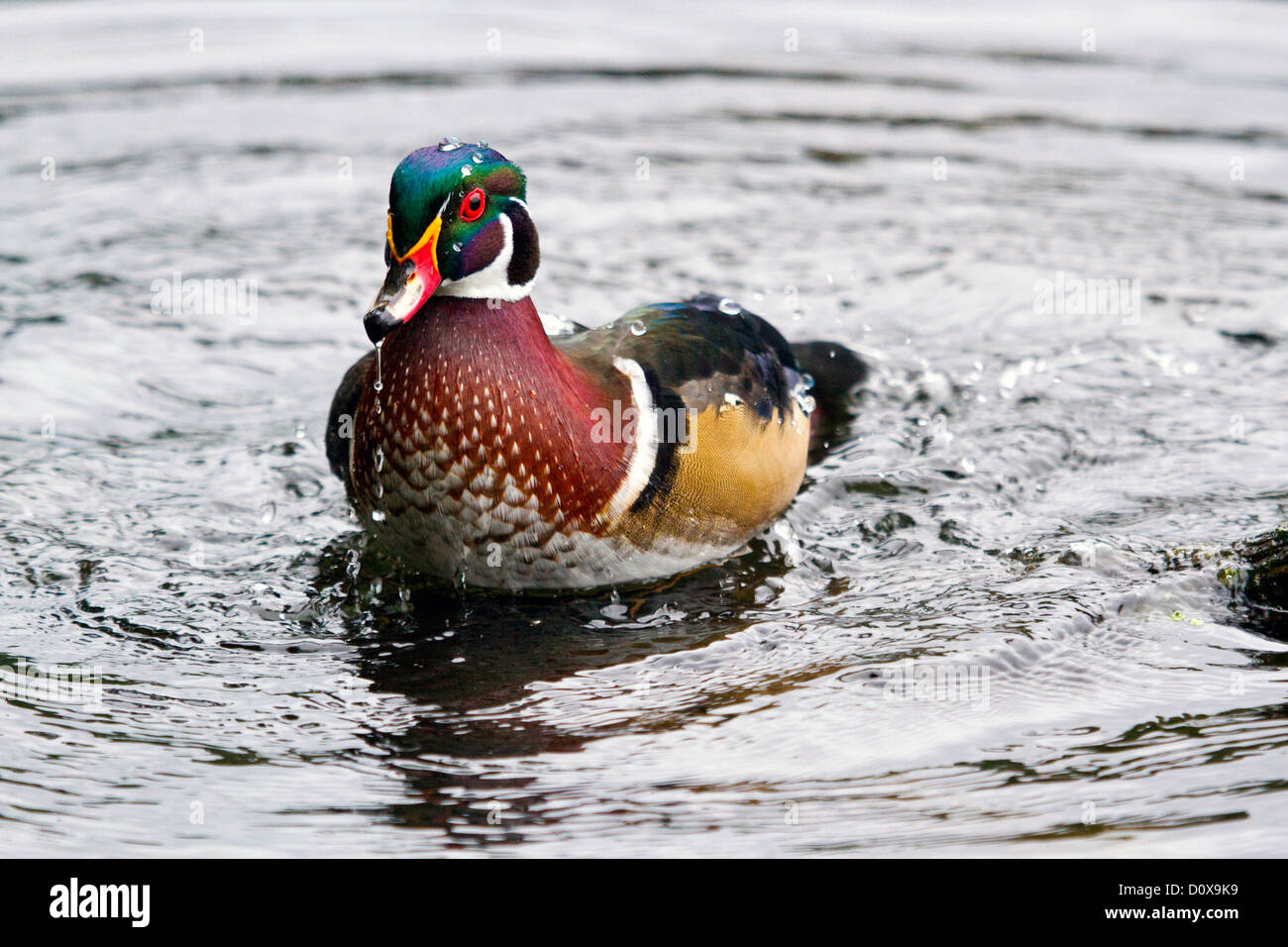 Wood Duck splashing himself Stock Photo - Alamy