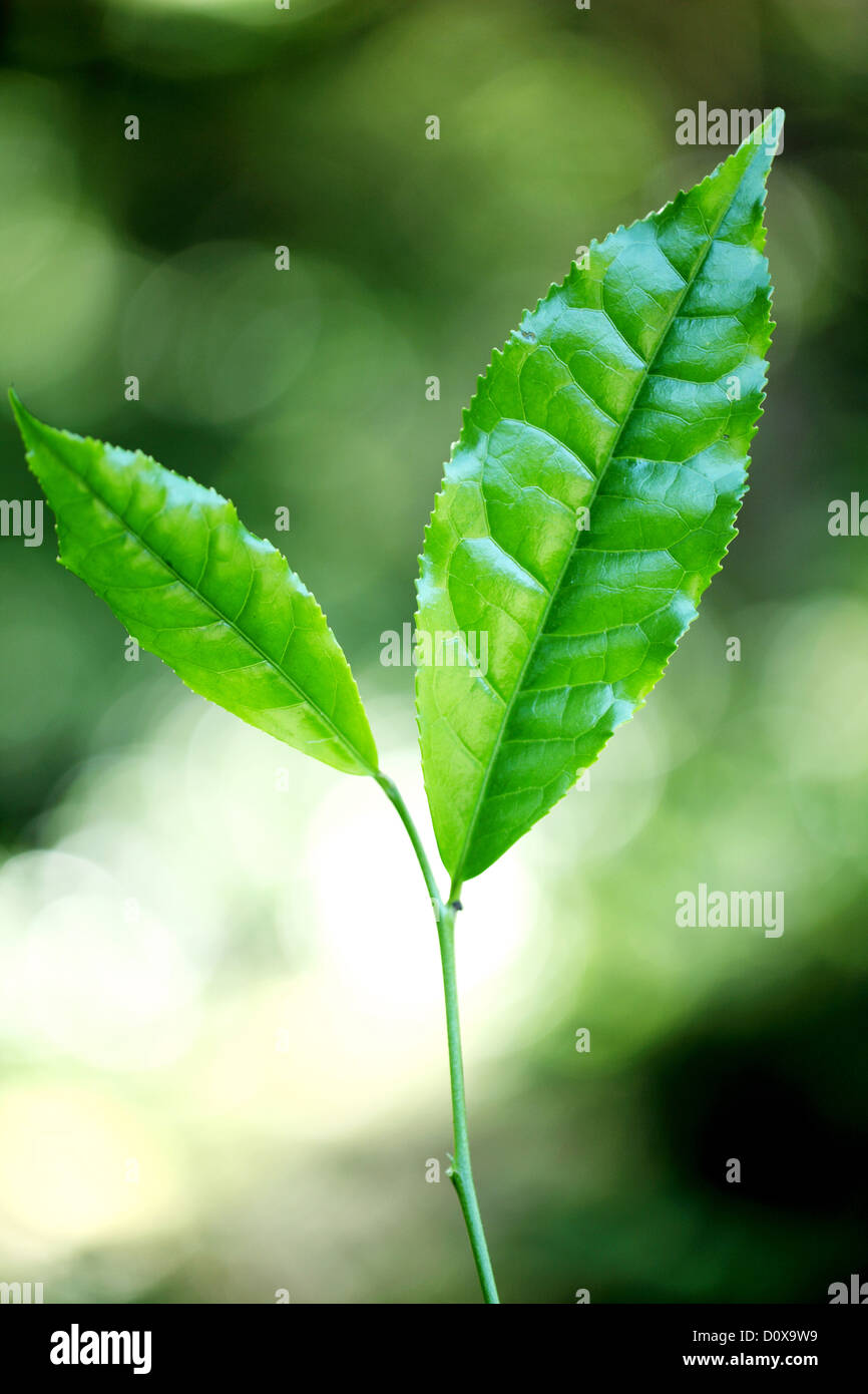 Fresh Green tea leaves Stock Photo - Alamy