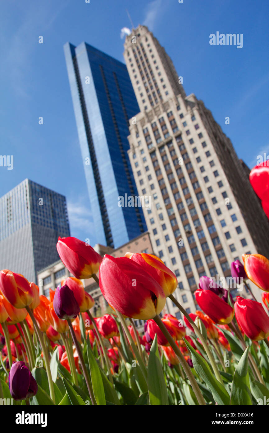 Tulips in bloom, skyscrapers. Millennium Park Chicago Illinois. Legacy ...