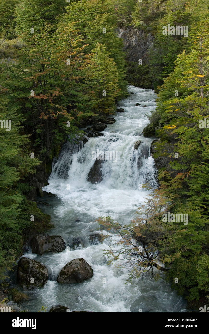 Steep mountain stream flowing through a forest in Torres Del Paine ...