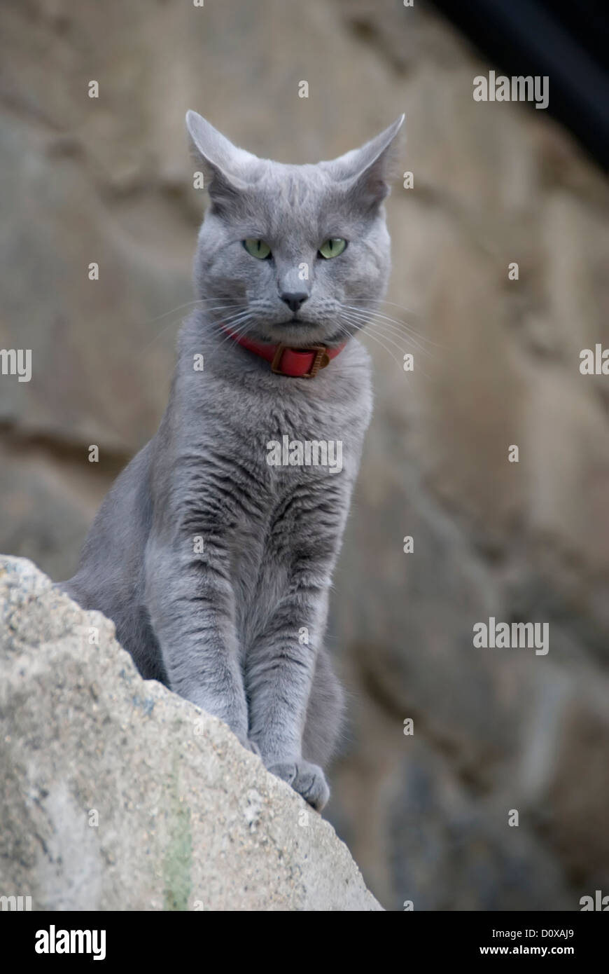 Chile animal hi-res stock photography and images - Alamy