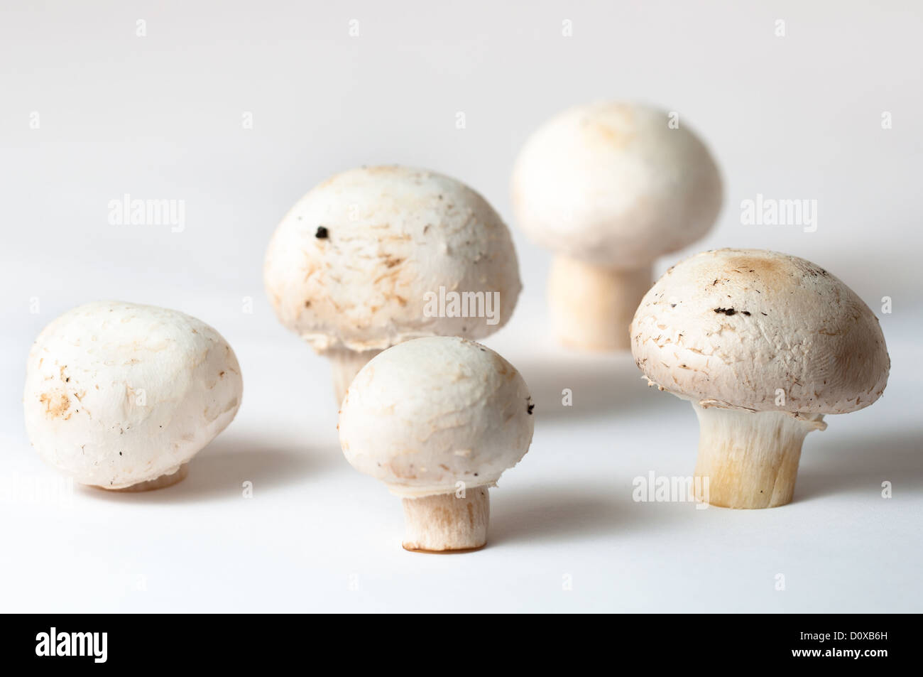 Button mushrooms on a white background Stock Photo - Alamy