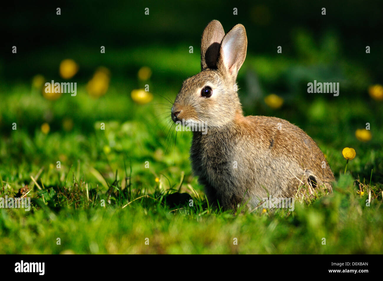 A very alert rabbit in a field UK Stock Photo - Alamy
