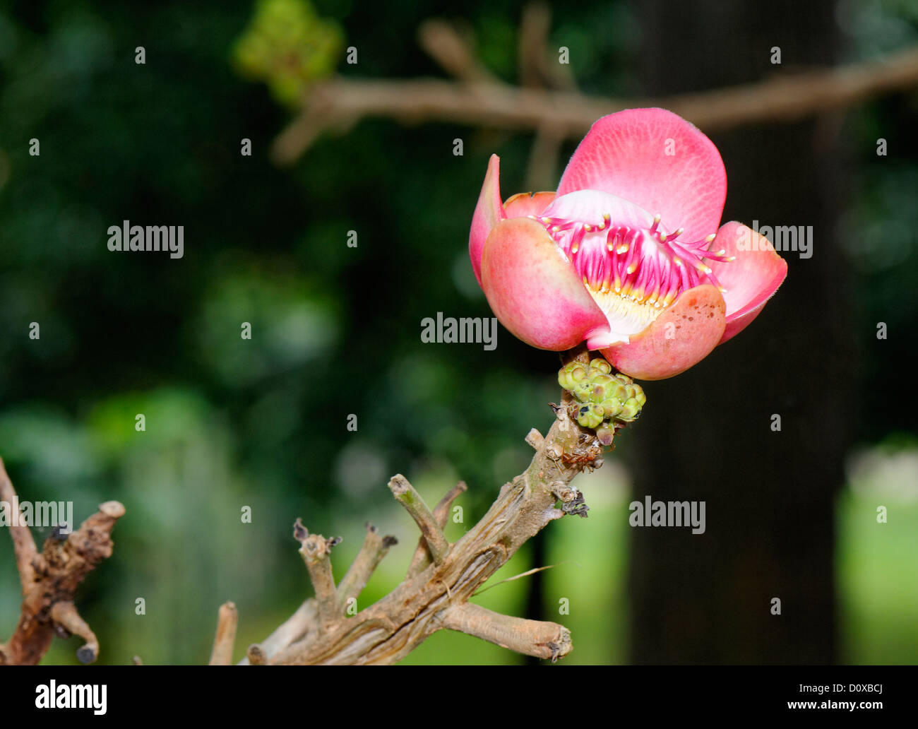 Flower of the Cannon Ball Tree, Couroupita guianensis, taken in the ...