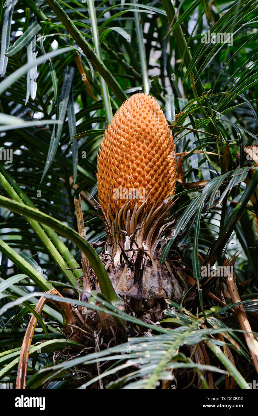 Cycas rumphii queen sago palm Kandy "Sri Lanka Stock Photo - Alamy