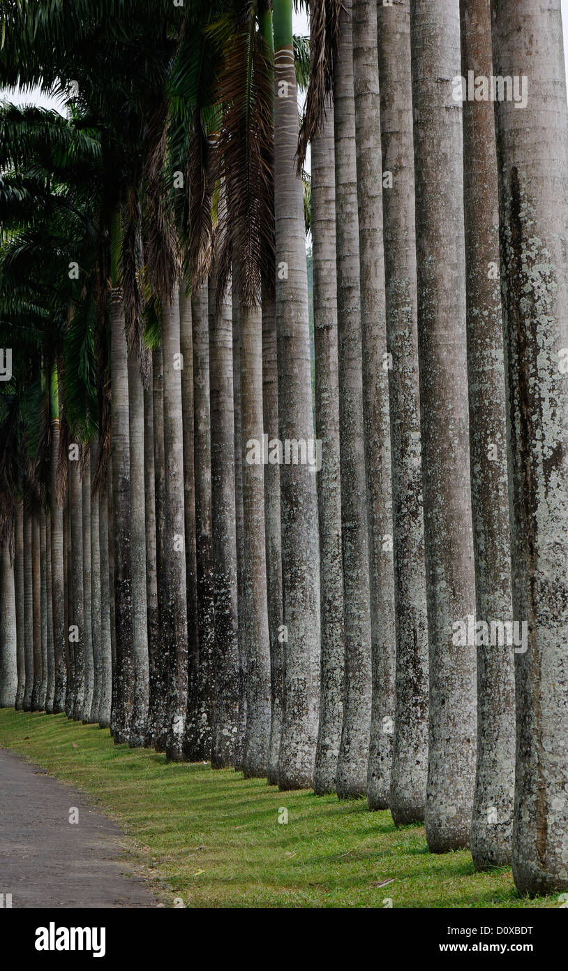 A line of tall straight trees forming an avenue in the Botanical ...