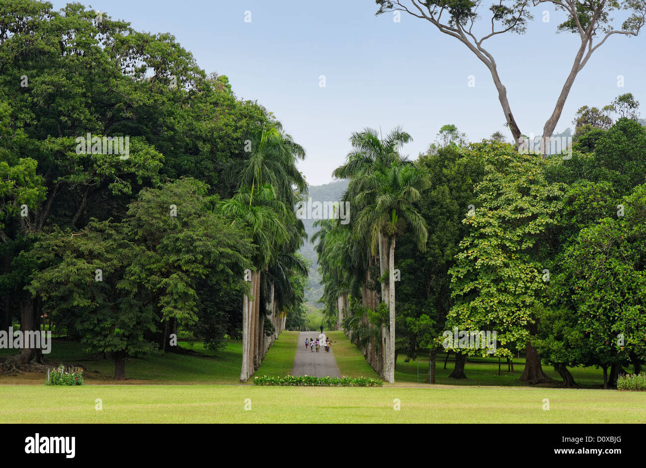 Cut through path in the Botanical Gardens, Kandy, Sri Lanka, Asia Stock ...