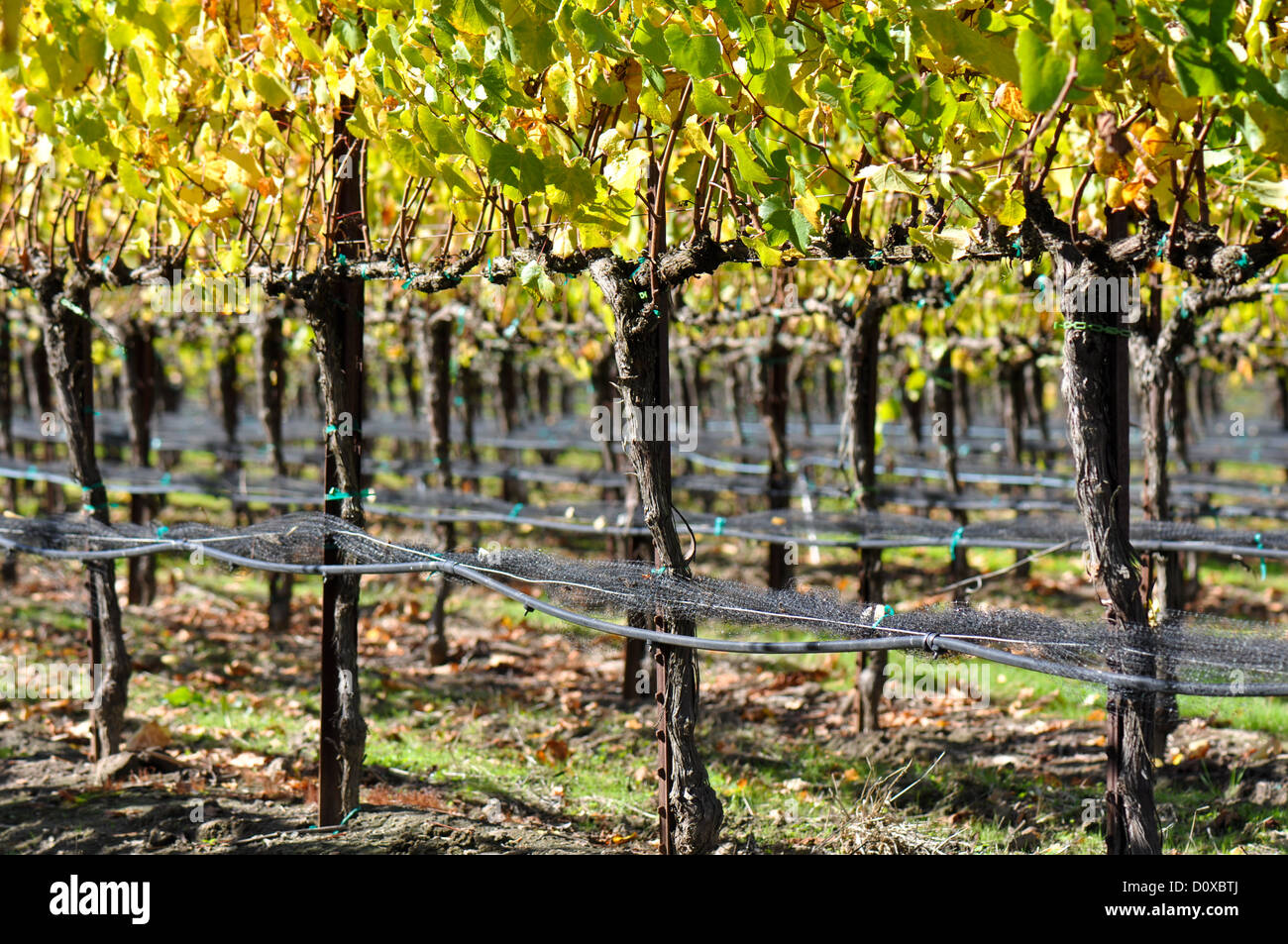 Vineyard fall colors in california hi-res stock photography and images ...