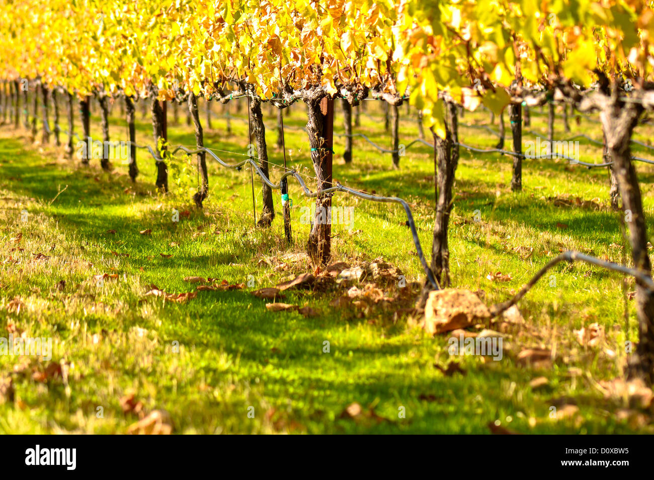 Autumn vineyard leaves hi-res stock photography and images - Alamy