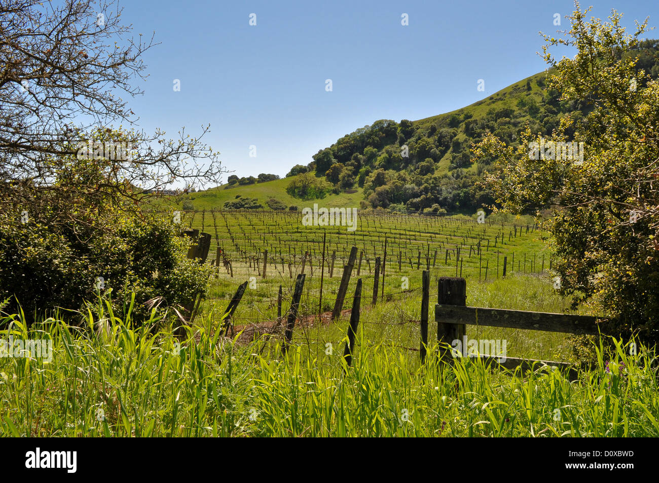 Vineyard fall colors in california hi-res stock photography and images ...