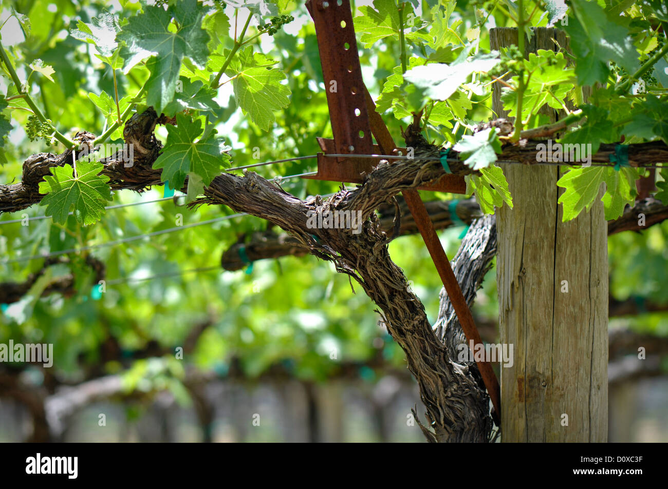 Rows grapevine plants in hi-res stock photography and images - Alamy