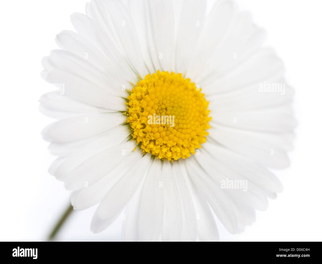 Daisy flower isolated on a white background Stock Photo - Alamy