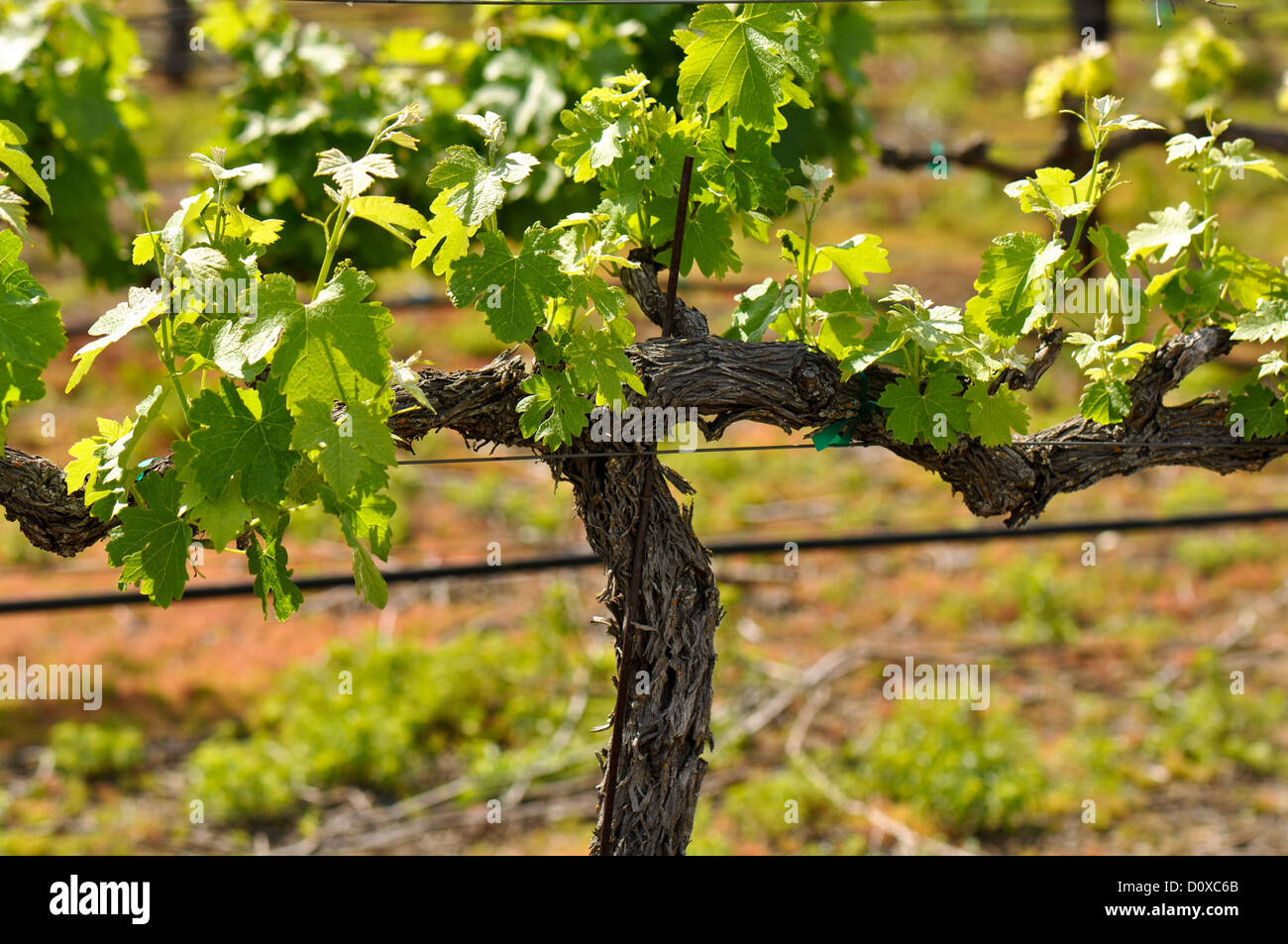 Grape Vine in Spring Napa Stock Photo - Alamy