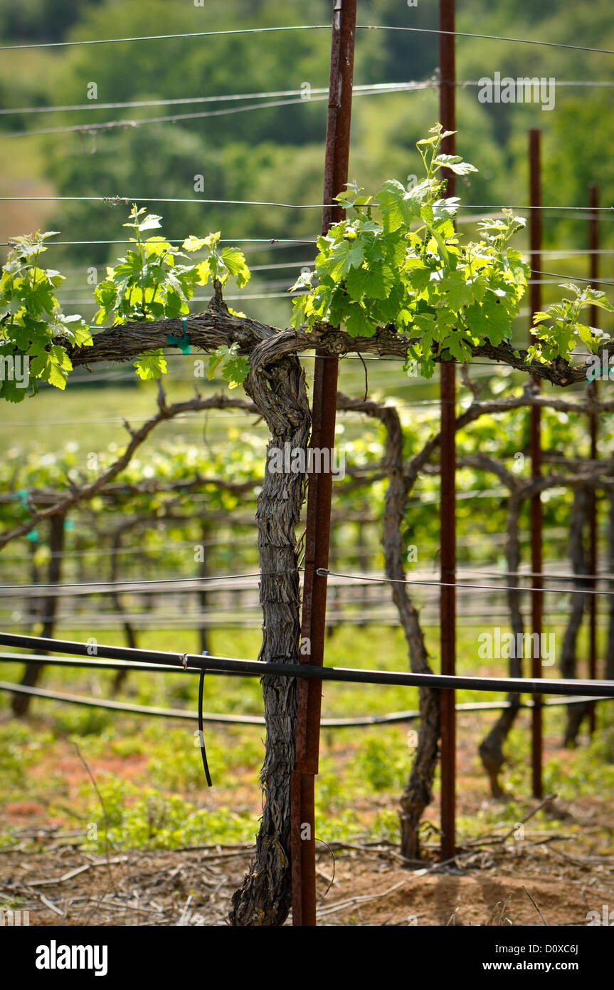 Napa Grape Vine in Spring Stock Photo - Alamy