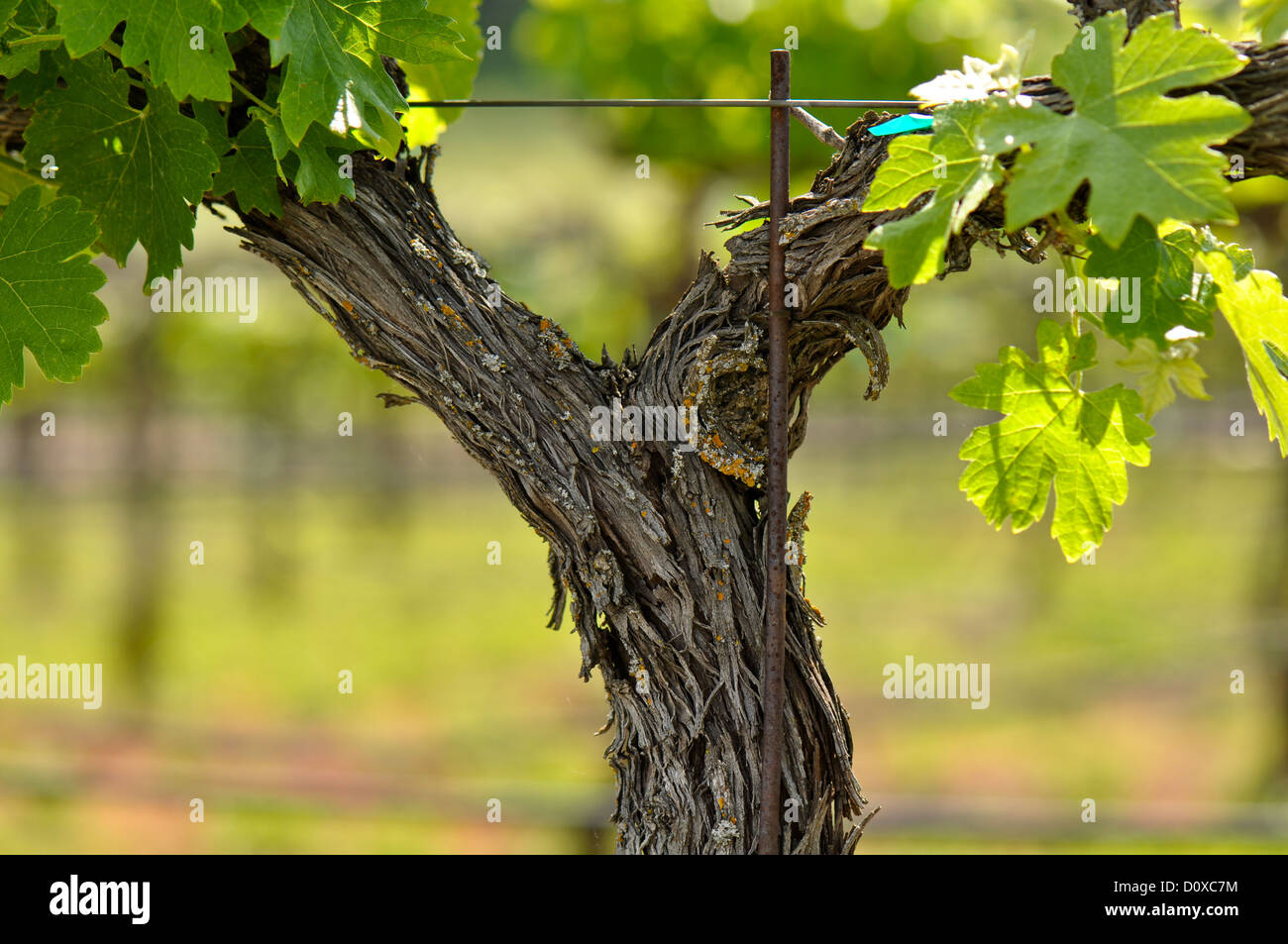 Vine in spring hi-res stock photography and images - Alamy