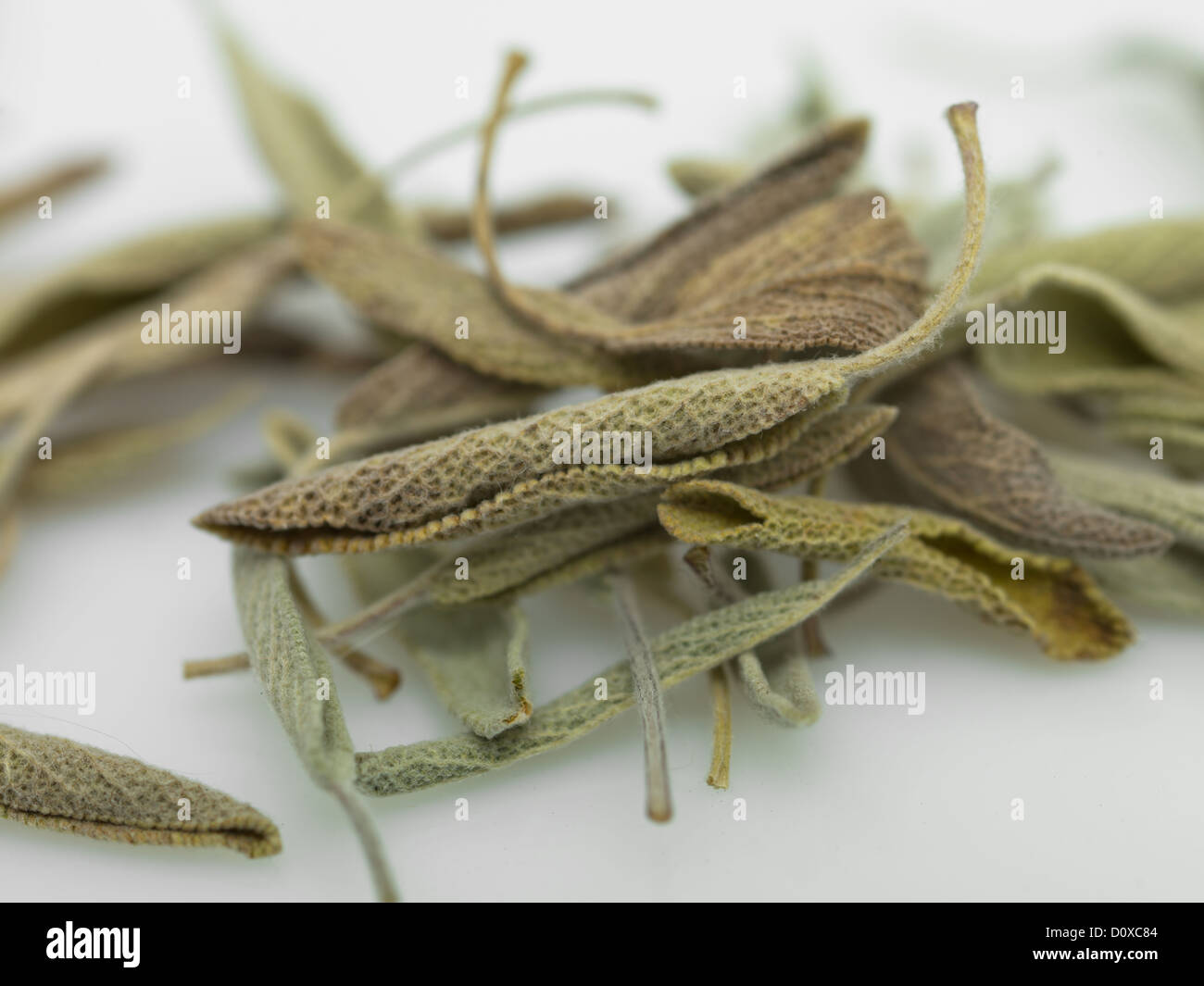 sage on white background Stock Photo - Alamy