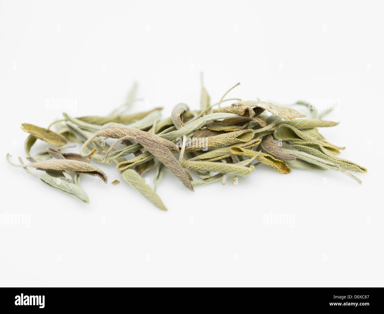 sage on white background Stock Photo - Alamy