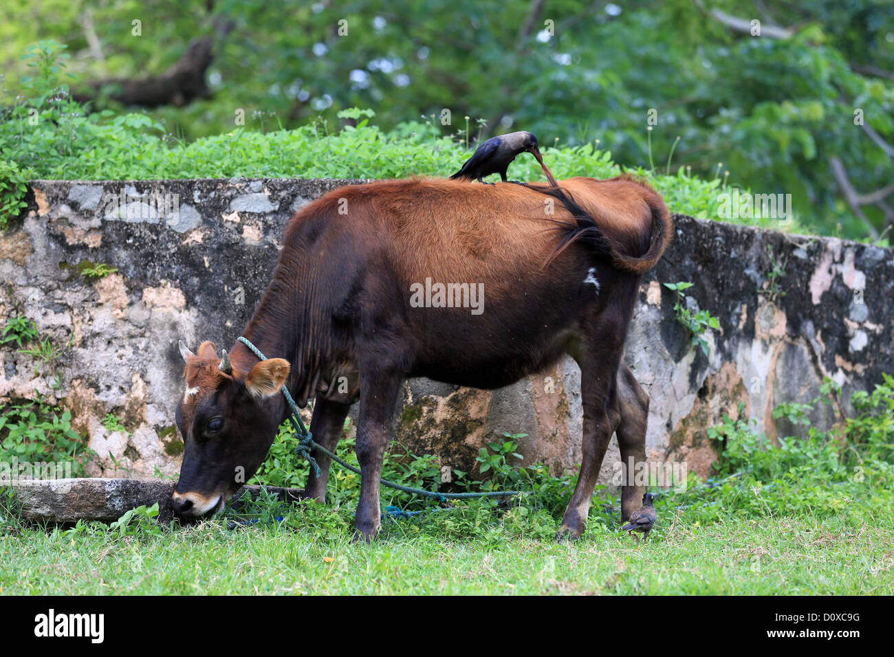 Cow tail hi-res stock photography and images - Alamy