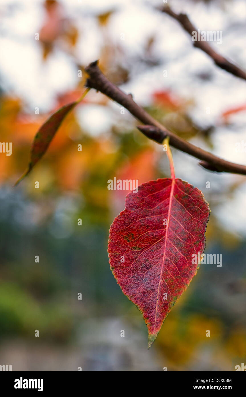 Photo of one of the last autumn leaves still on the tree Stock Photo ...