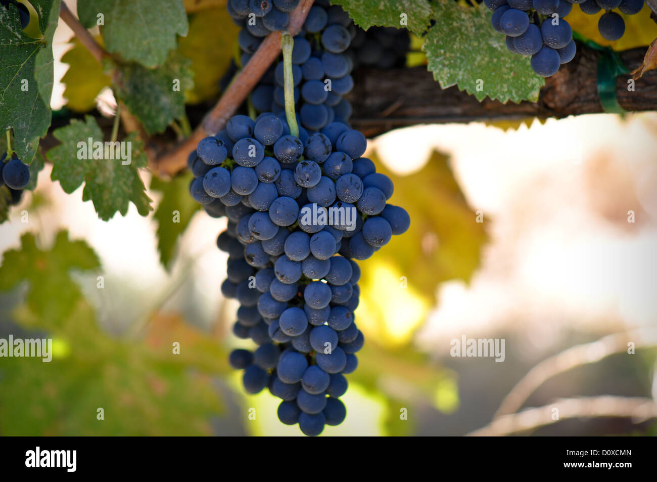 Red Grapes Close Up Stock Photo - Alamy