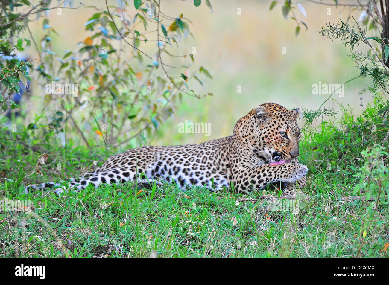 Female leopard masai mara hi-res stock photography and images - Alamy