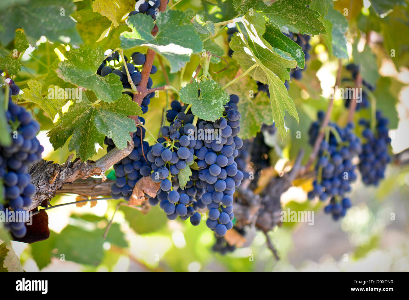 Red Grapes Close Up Stock Photo - Alamy