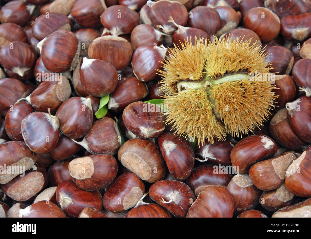 Chestnuts with the hedgehog hi-res stock photography and images - Alamy