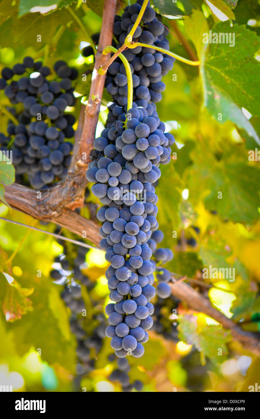 Red Grapes Close Up Stock Photo - Alamy