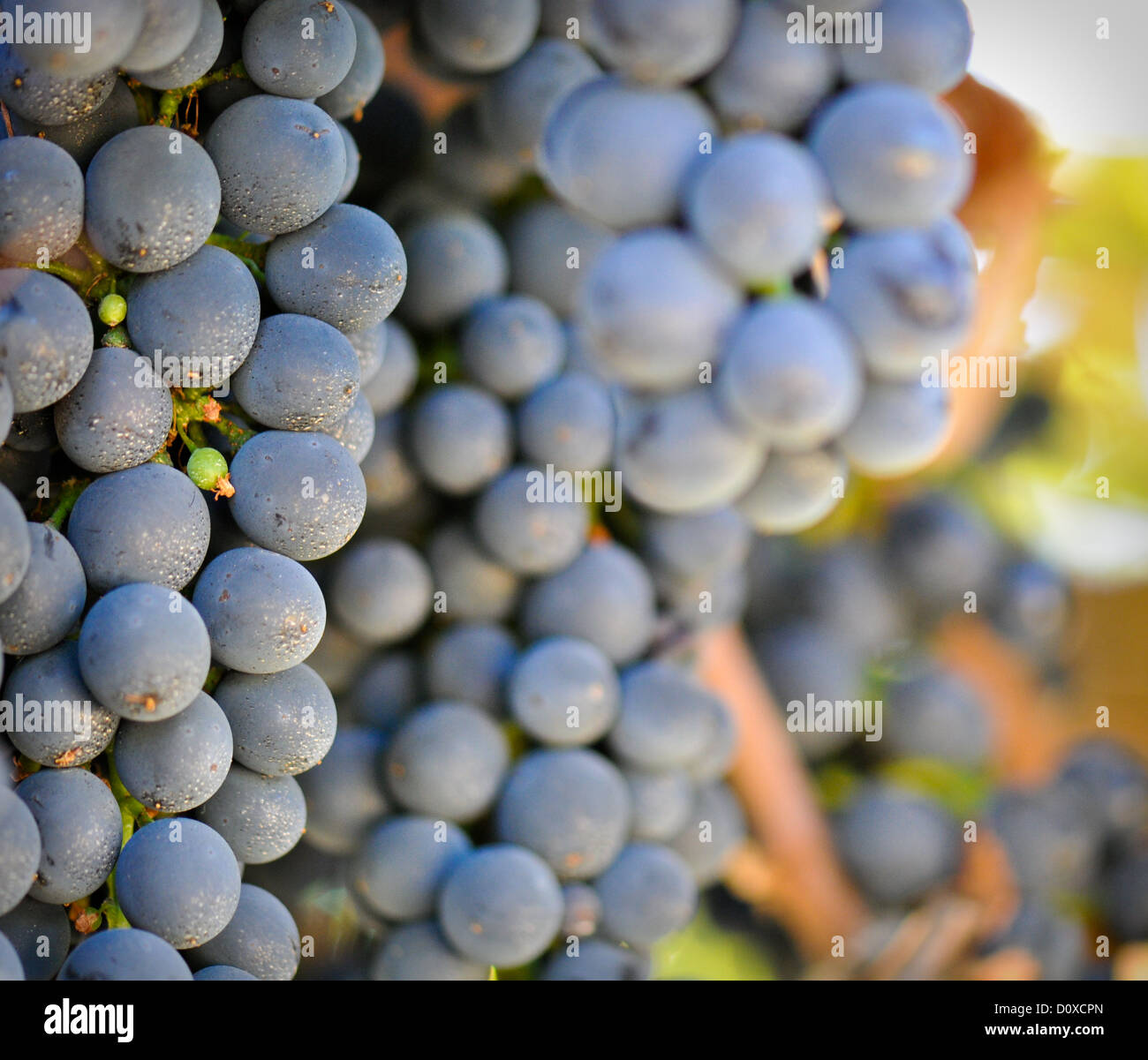 Red Grapes Close Up Stock Photo - Alamy