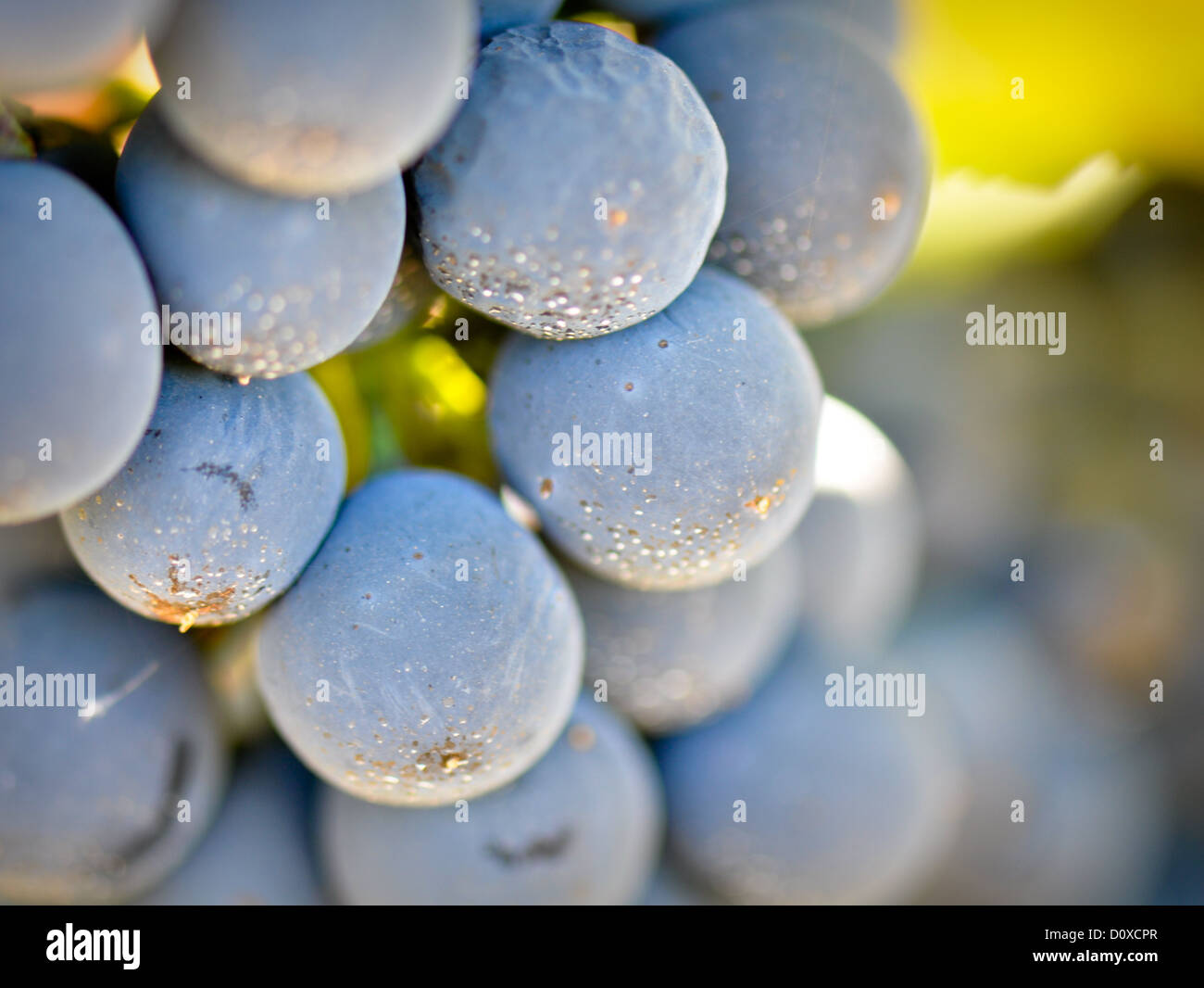 Red Grapes Close Up Stock Photo - Alamy