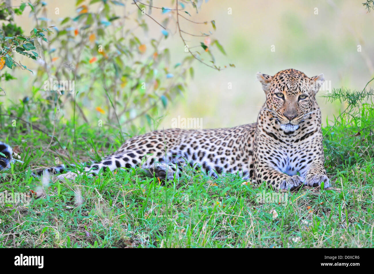 Female leopard masai mara hi-res stock photography and images - Alamy