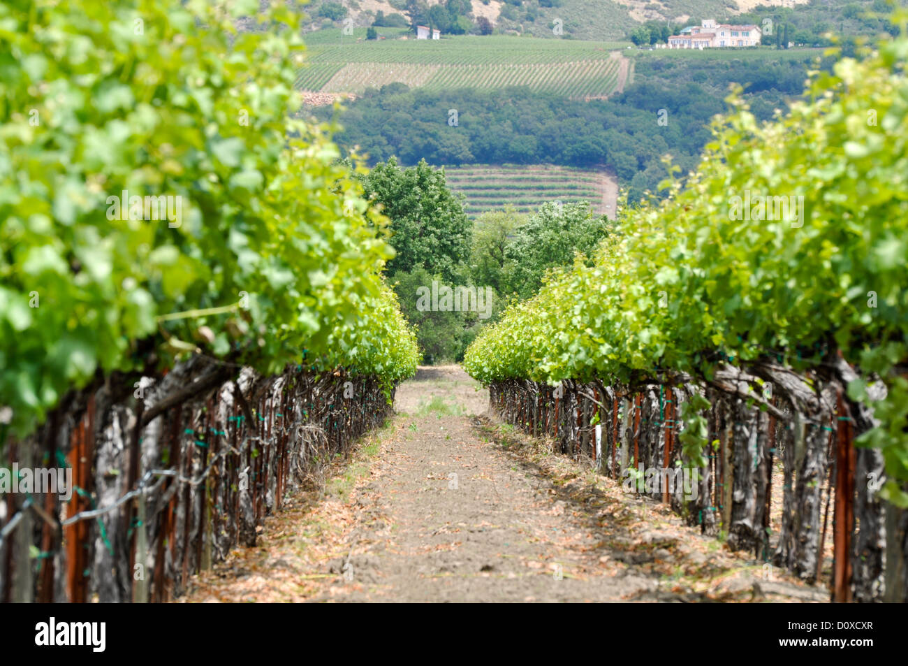 Vineyard in spring hi-res stock photography and images - Alamy