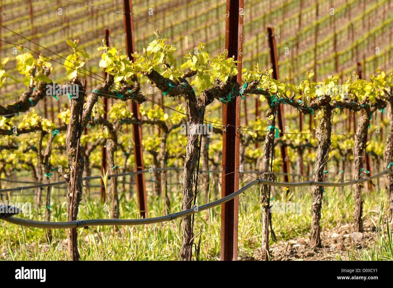 Spring vineyard hi-res stock photography and images - Alamy