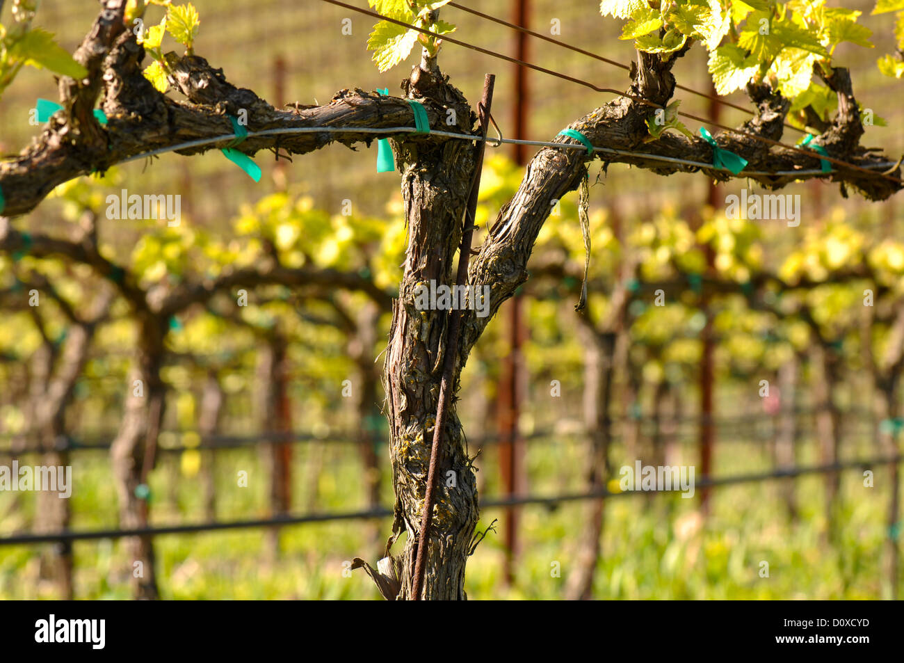 Napa Valley California in the Spring Stock Photo - Alamy