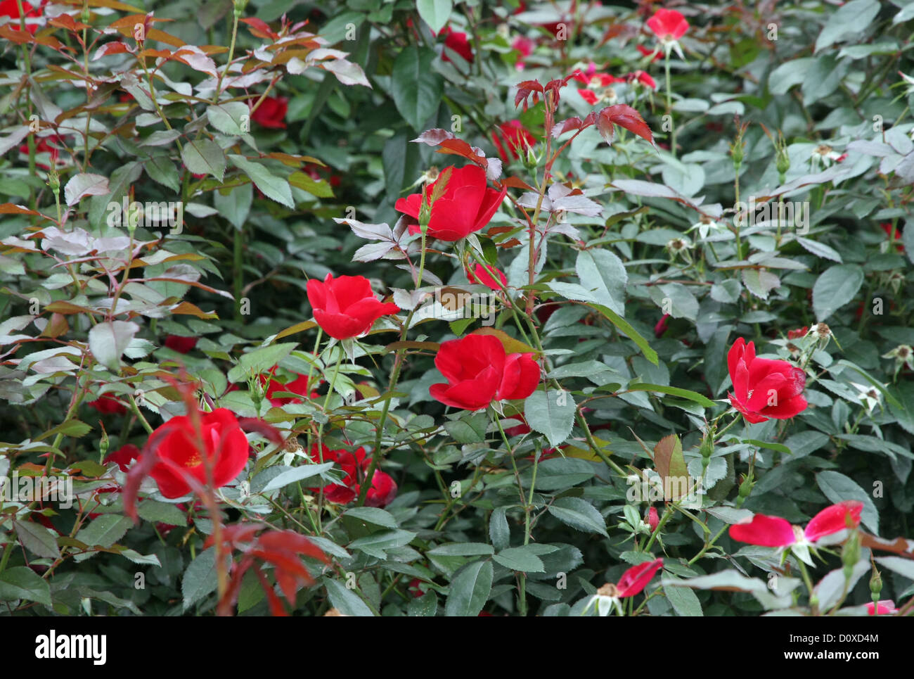 Roses rose garden greenhouse hi-res stock photography and images - Alamy