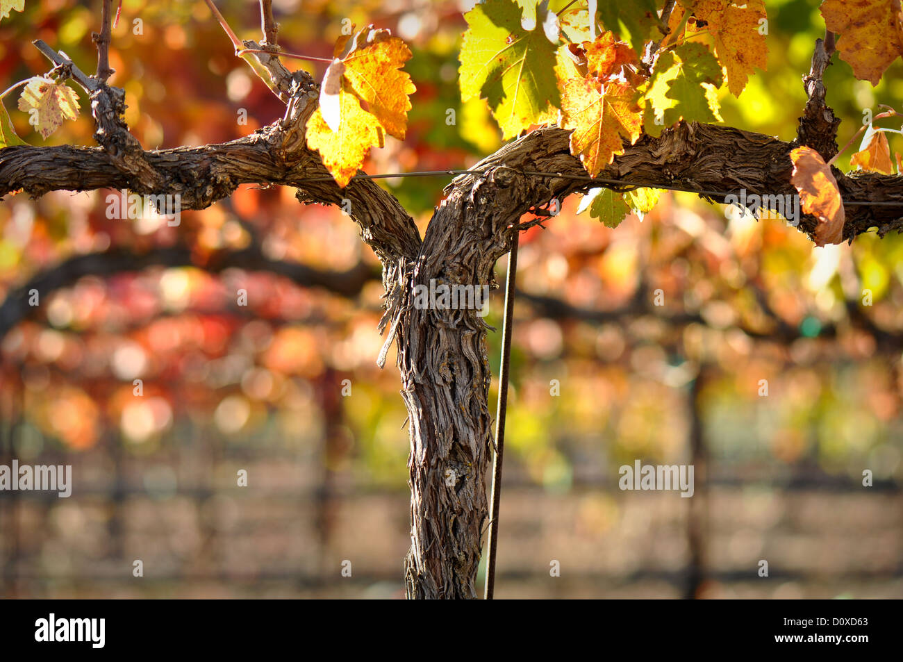 Red vine grape hi-res stock photography and images - Alamy