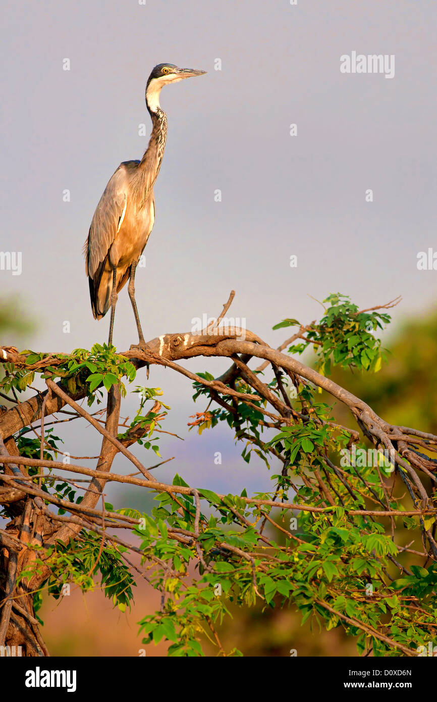 Black headed heron feeding hi-res stock photography and images - Alamy